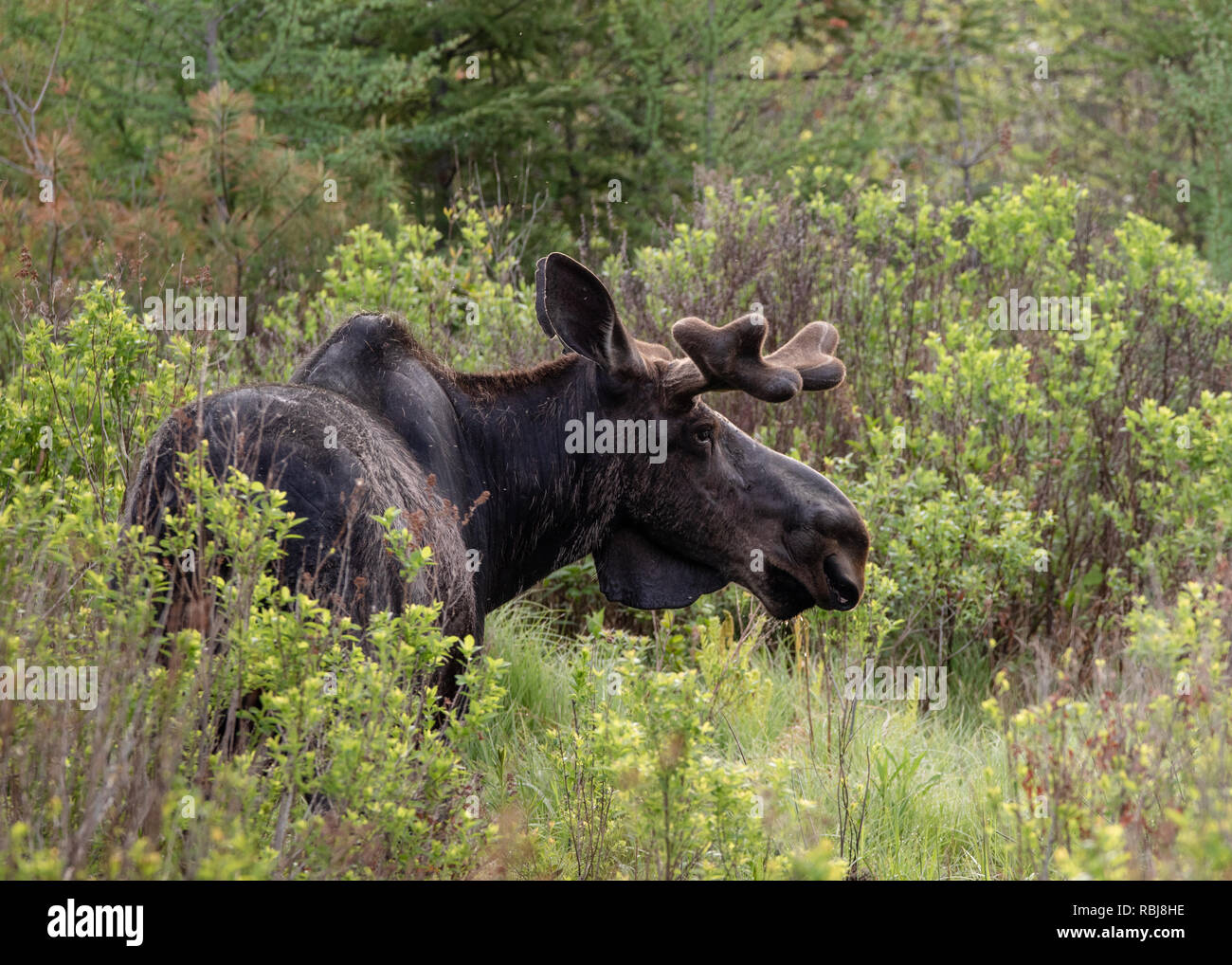 Moose canada hi-res stock photography and images - Alamy