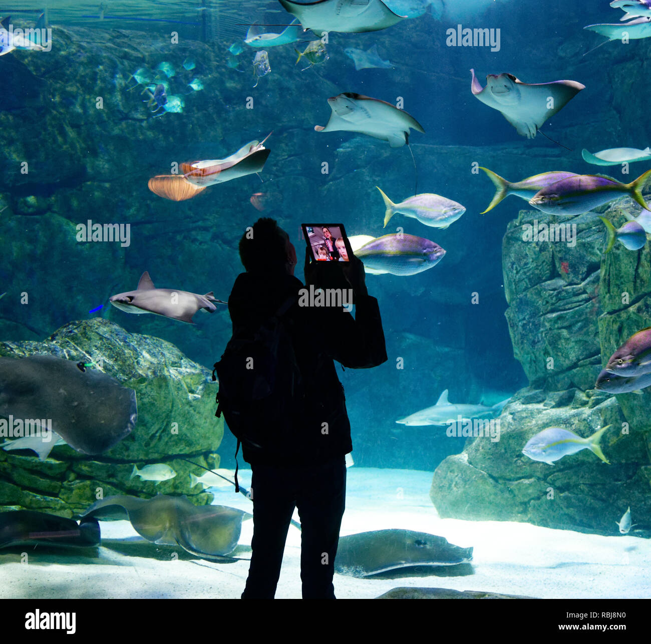 Skype family hi-res stock photography and images - Alamy