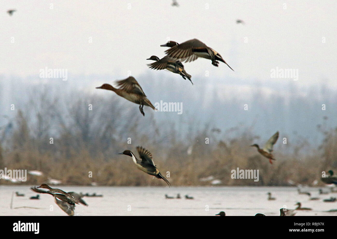 Migratory birds india january hi-res stock photography and images - Alamy