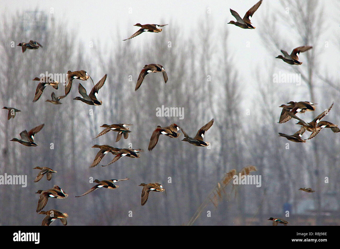 Migratory birds india january hi-res stock photography and images - Alamy