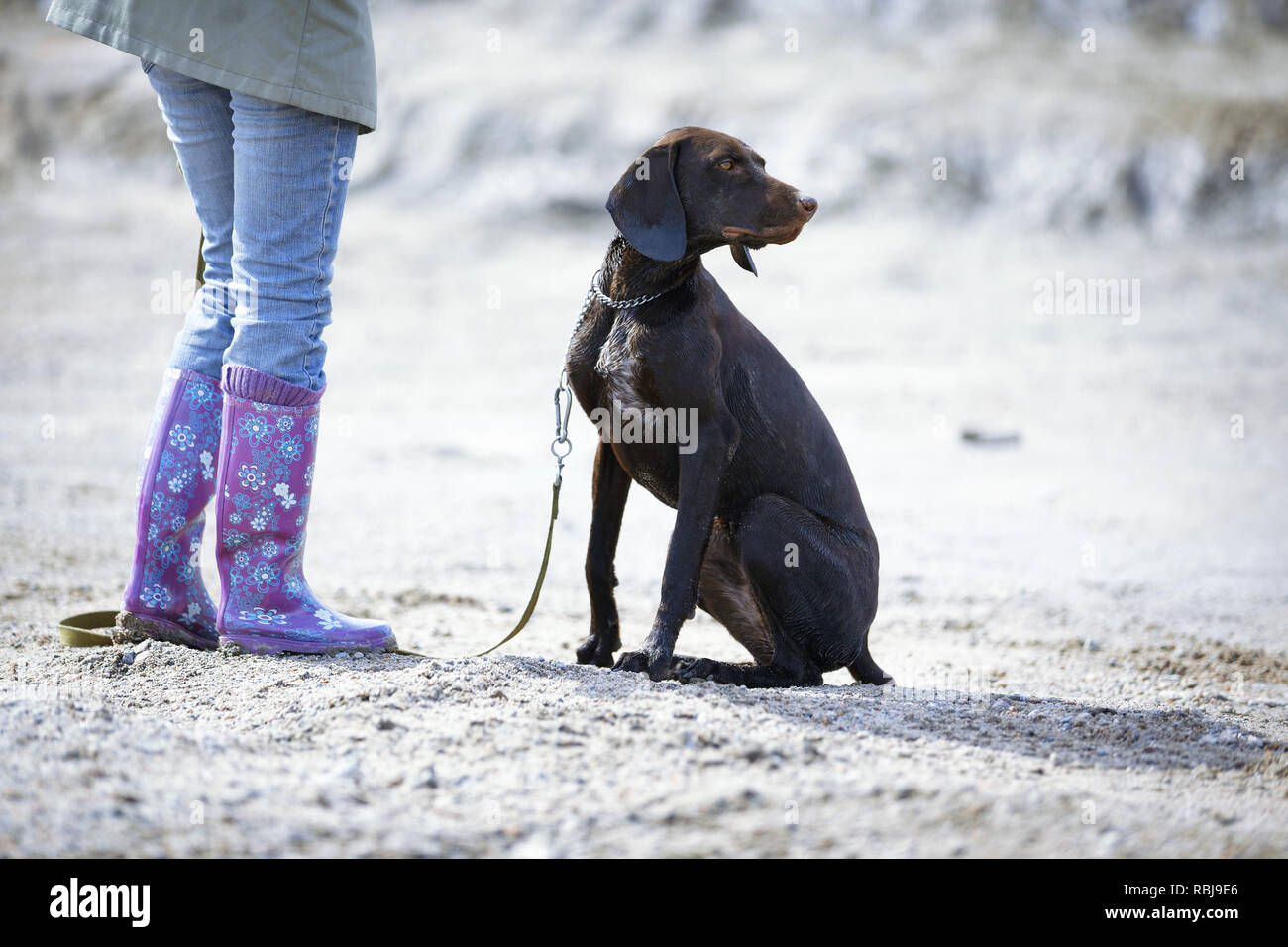 Woman training her dog Stock Photo - Alamy