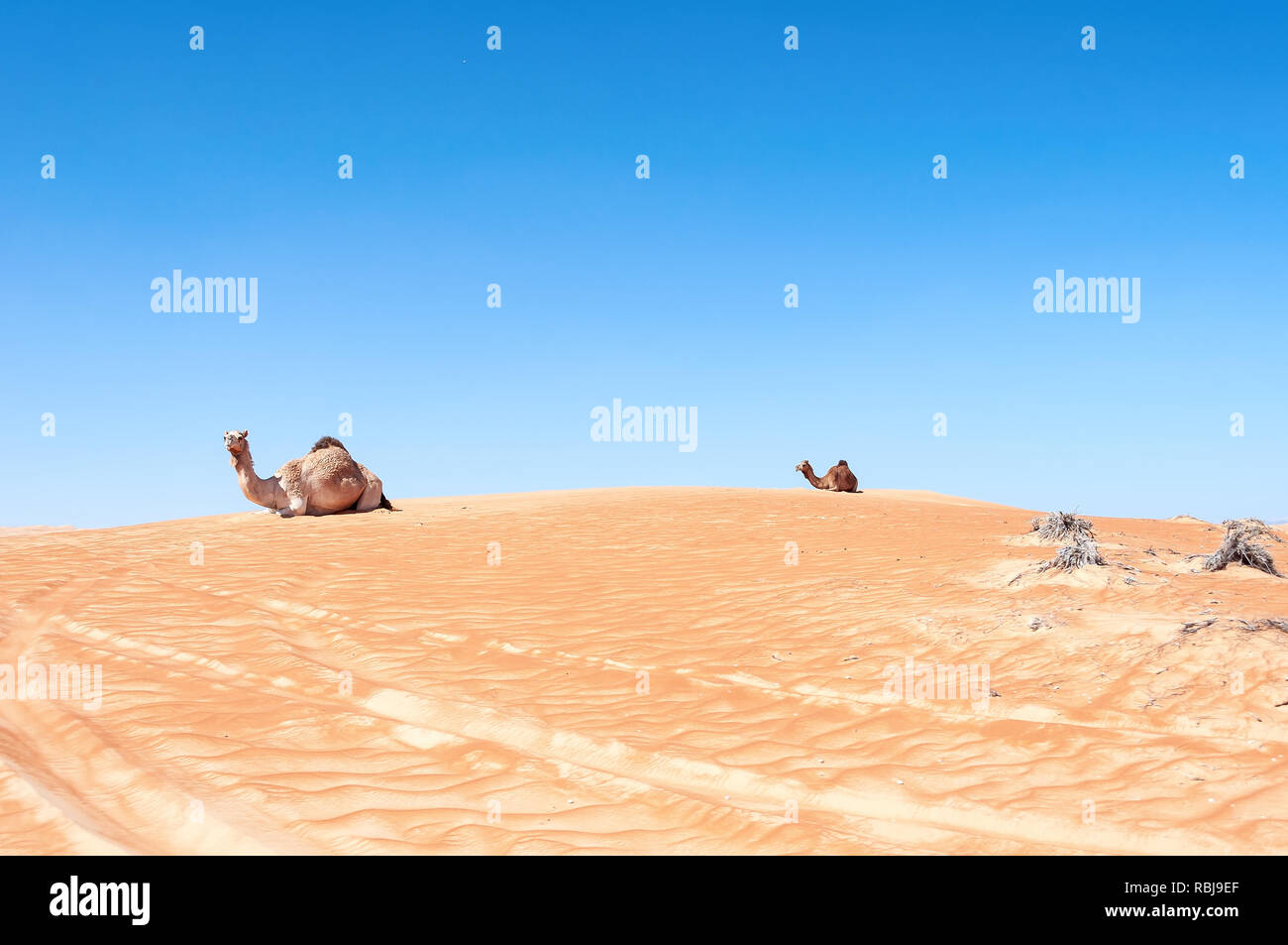 View of Omani desert - Sultanate of Oman Stock Photo - Alamy