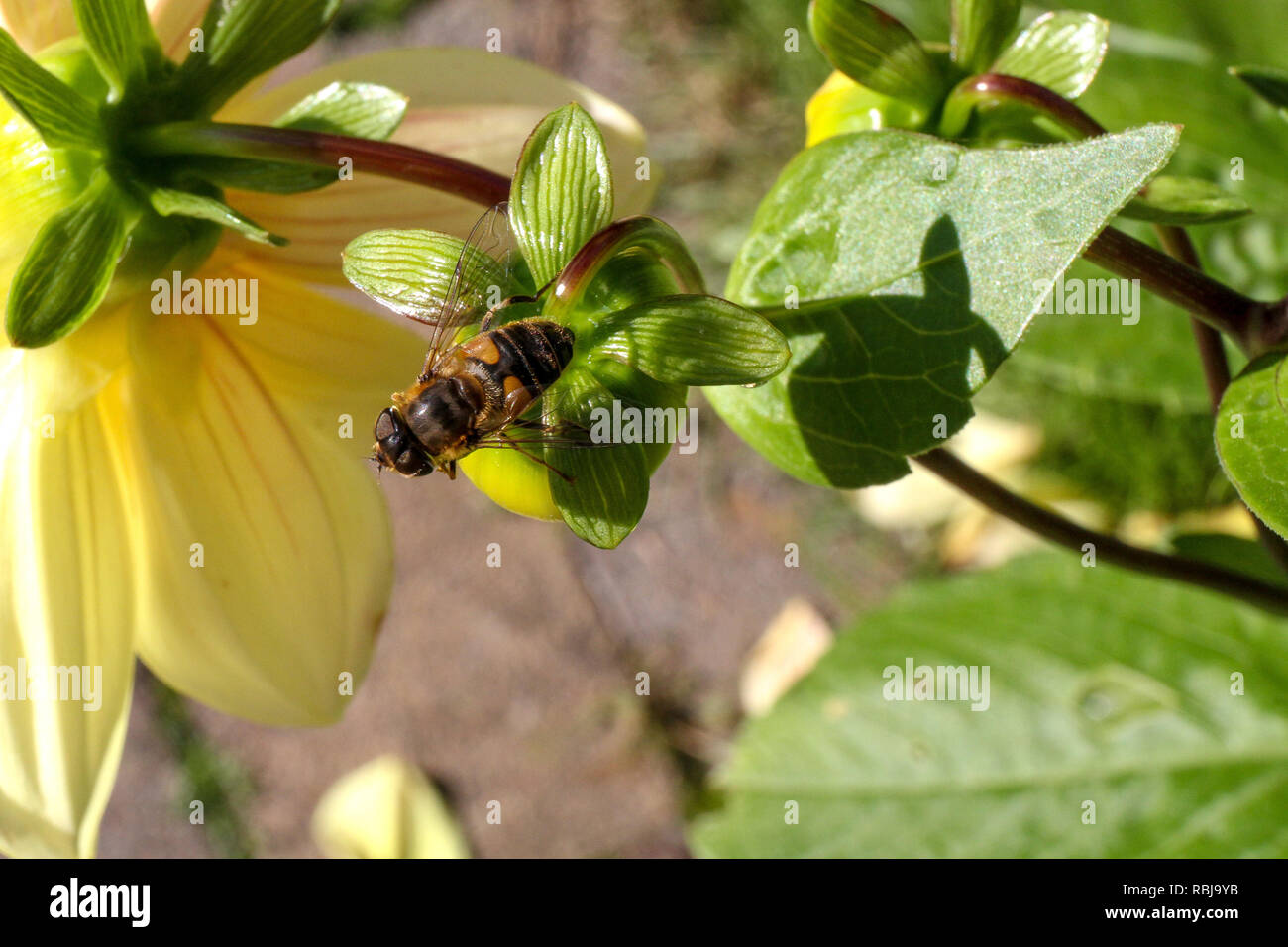 Black yellow insect uk hi-res stock photography and images - Alamy