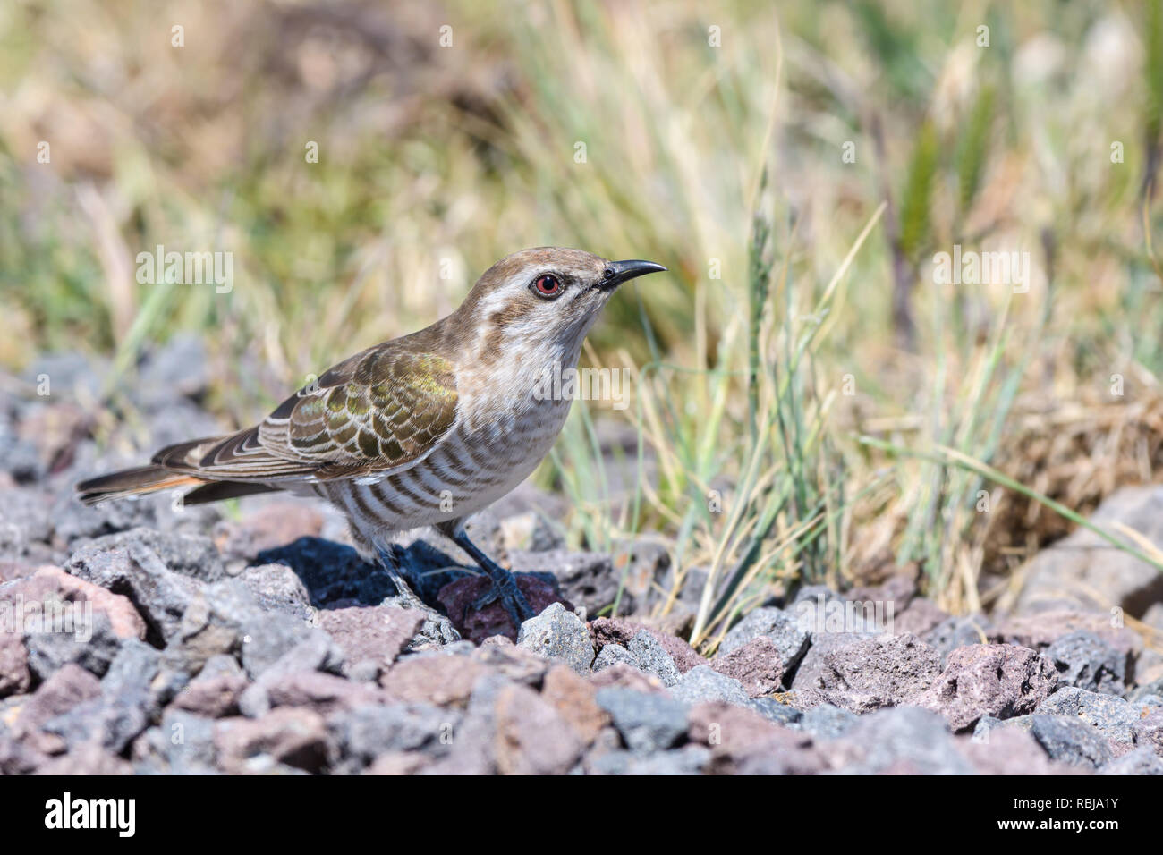 Cuckoo wings hi-res stock photography and images - Alamy