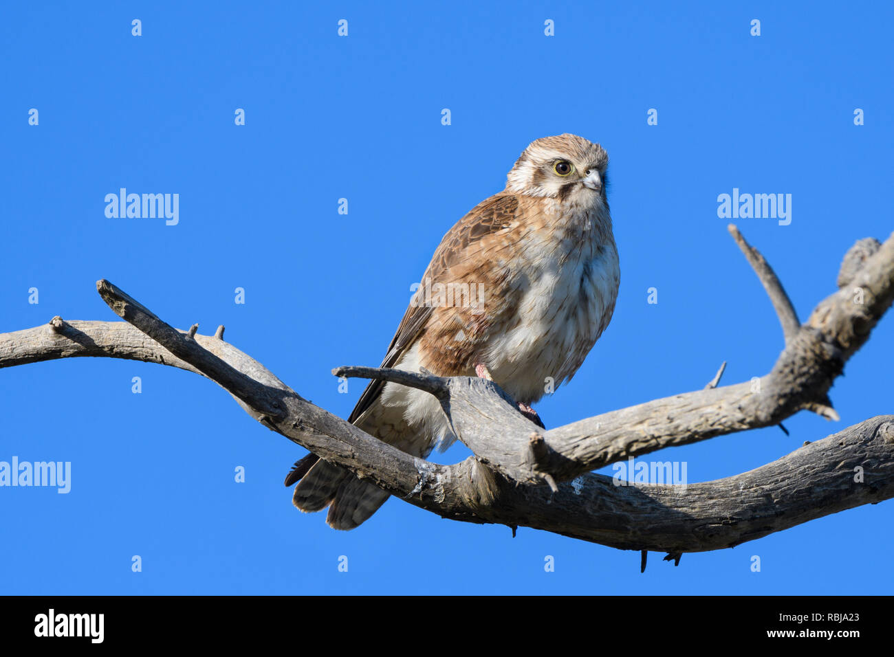 Australian bird prey brown falcon hi-res stock photography and images ...