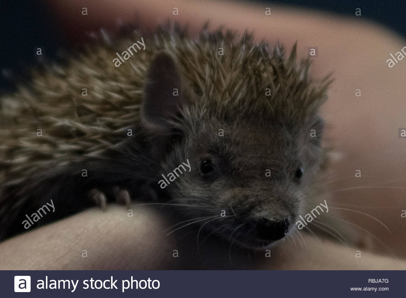 Tenrec Stock Photos & Tenrec Stock Images - Alamy