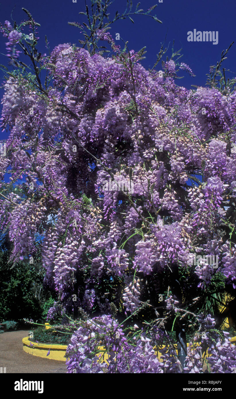 Purple vine plants hi-res stock photography and images - Alamy