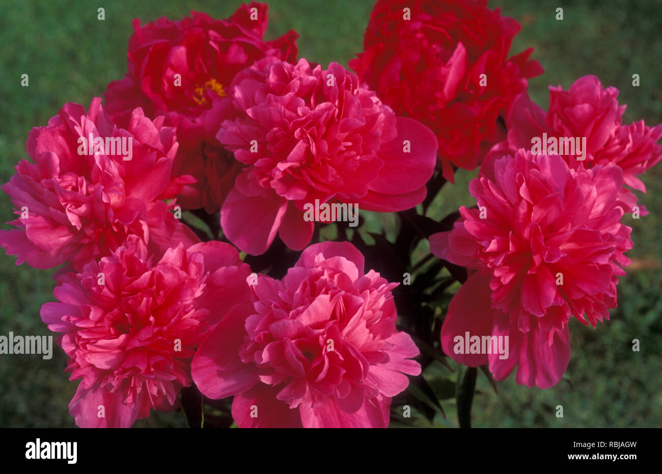 Pink tree peonies hi-res stock photography and images - Alamy