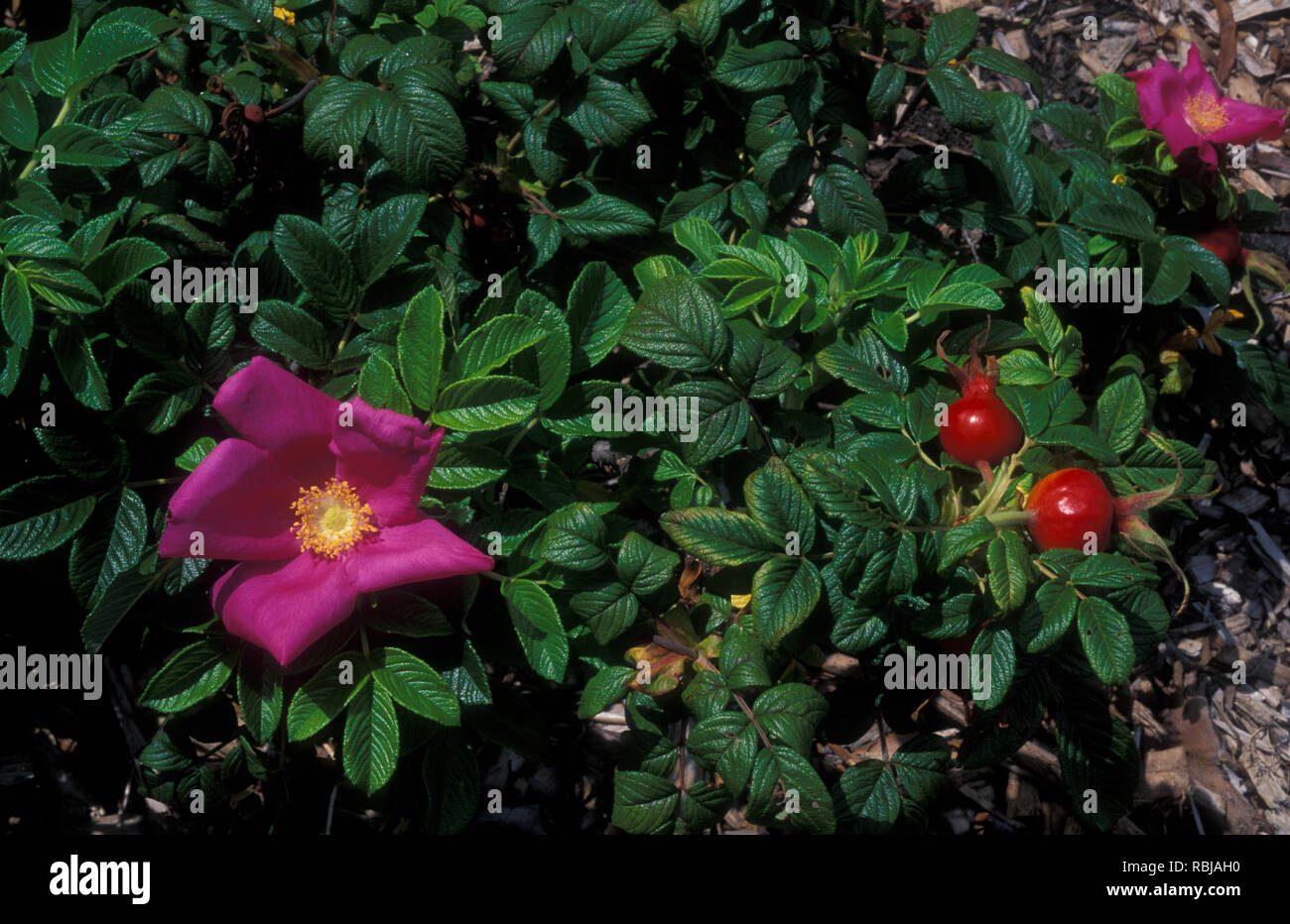 Rose scabrosa hi-res stock photography and images - Alamy