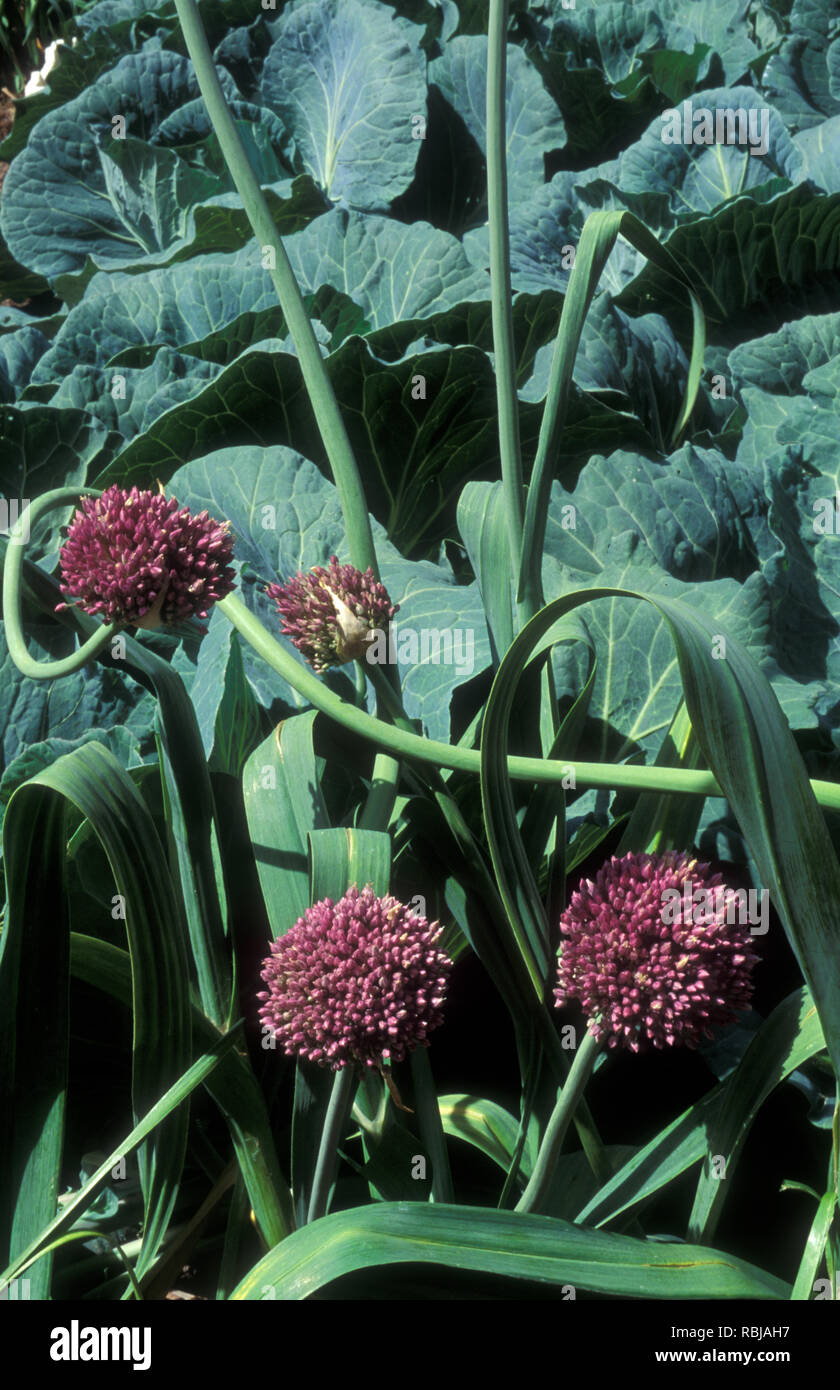 Allium sativum plant plants hi-res stock photography and images - Alamy