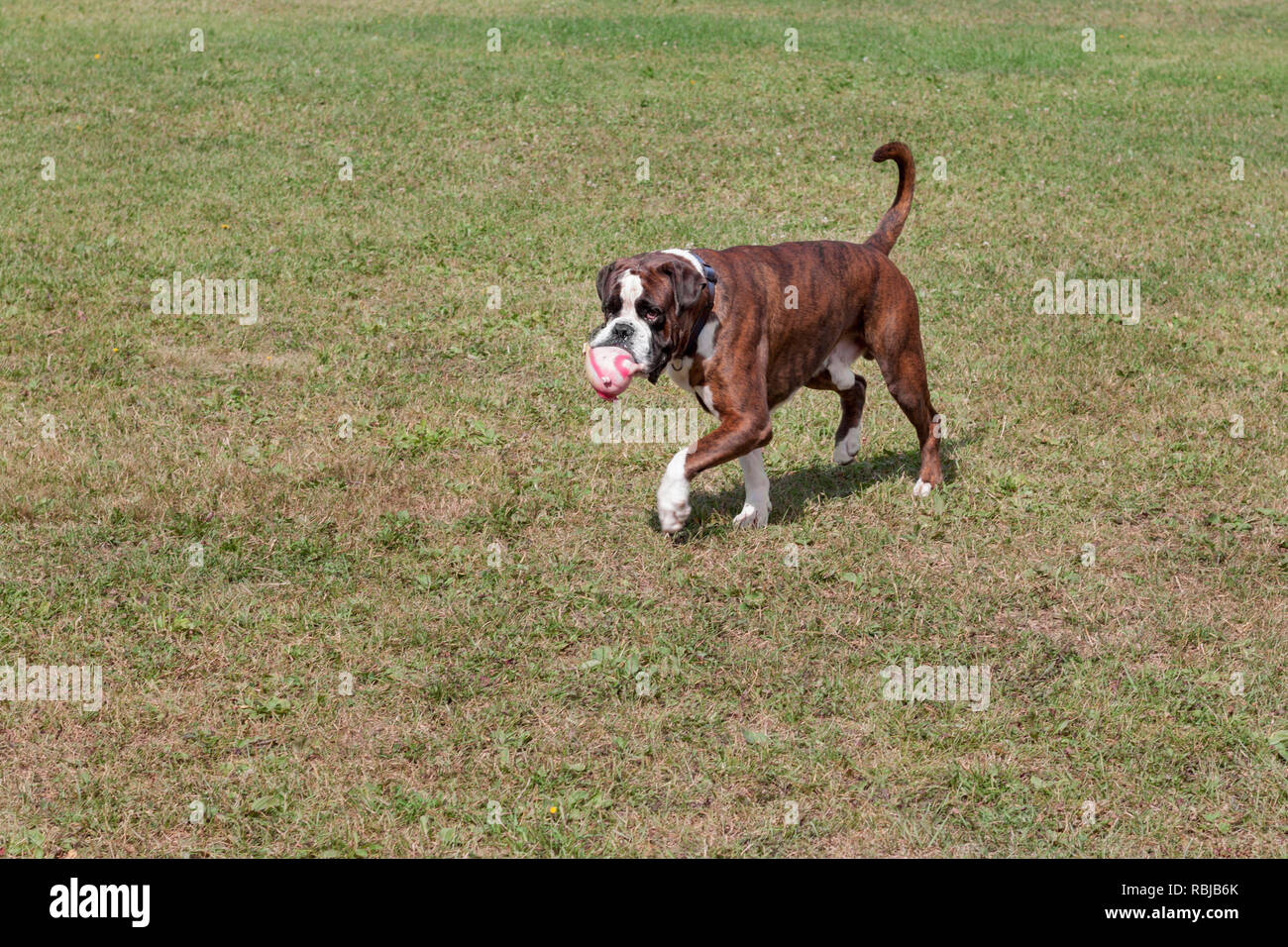 Brindle boxer puppy with white markings is playing with his toy on a ...