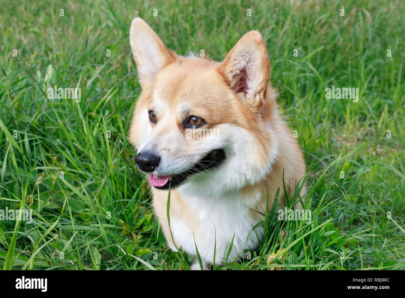 Cute pembroke welsh corgi puppy with white markings is sitting on a ...
