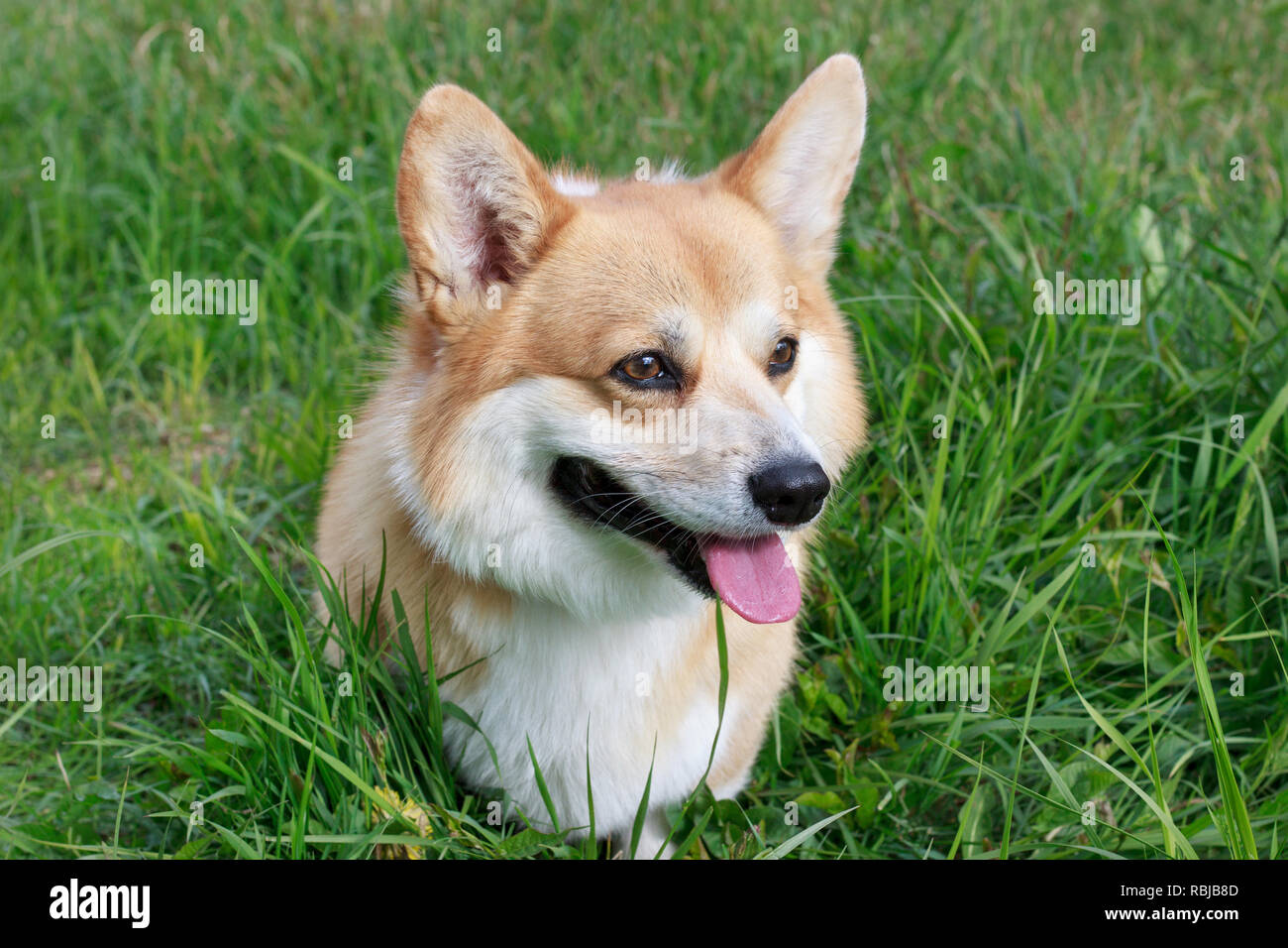 Cute pembroke welsh corgi puppy with white markings close up. Pet ...