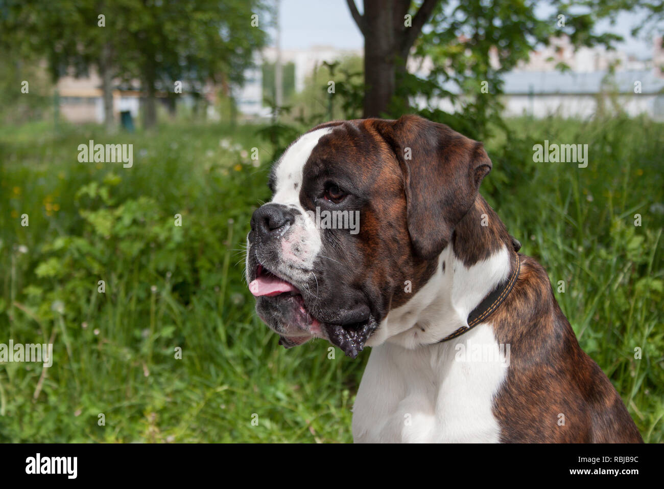 Brindle boxer hi-res stock photography and images - Alamy
