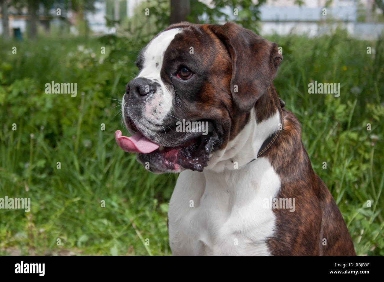 Cute brindle boxer puppy close up. Pet animals. Purebred dog Stock ...