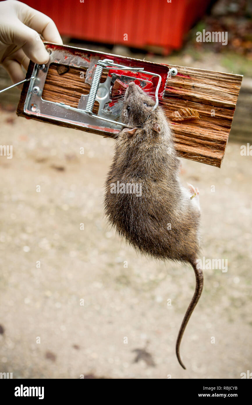 Rat season caught by rat catcher Stock Photo - Alamy