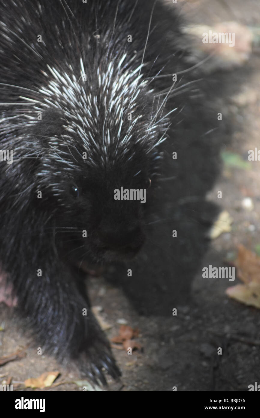 Adorable wild porcupine with large quills Stock Photo - Alamy