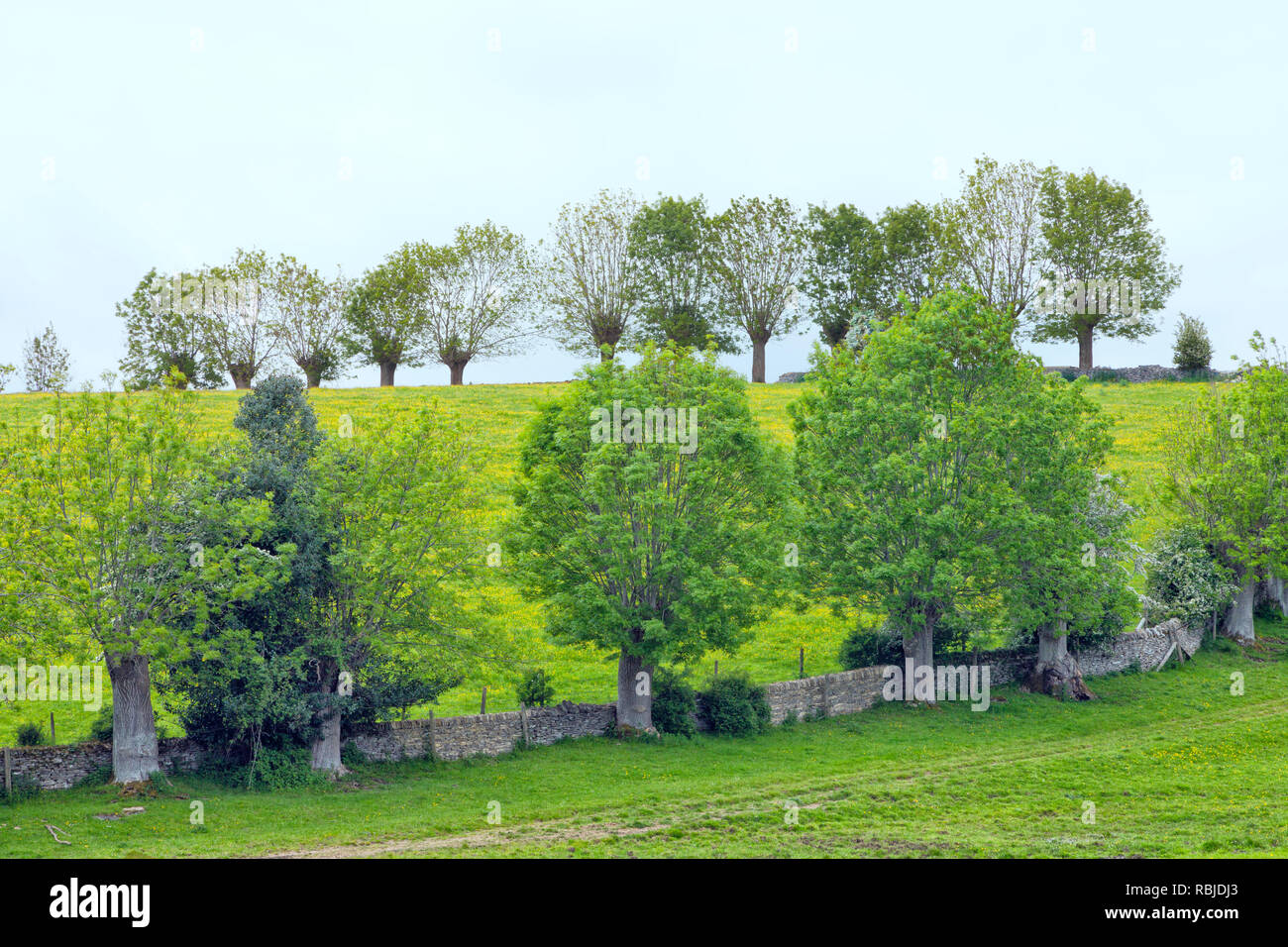 English countryside with willow trees on the top of the hill meadow ...