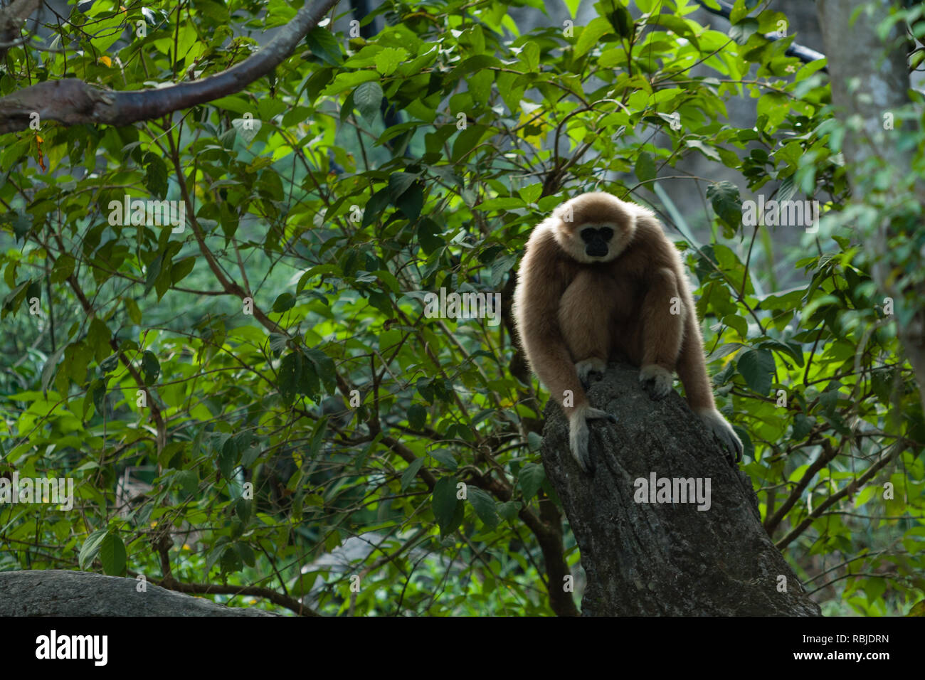 Zoo de district hi-res stock photography and images - Alamy