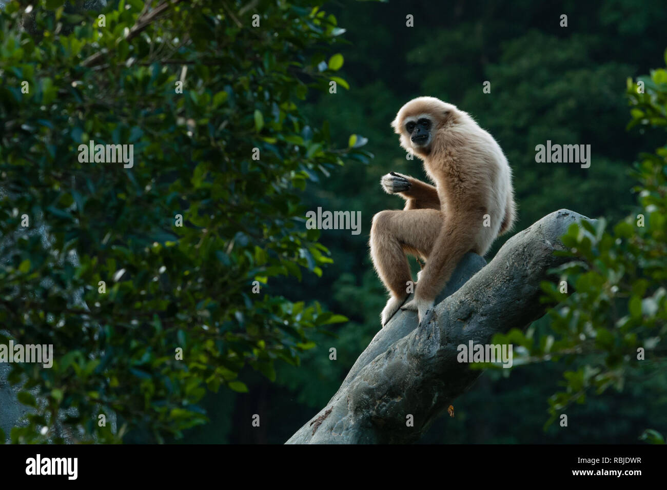 Lar gibbon (Hylobates lar), a.k.a. white-handed gibbon, Taipei Zoo a.k ...