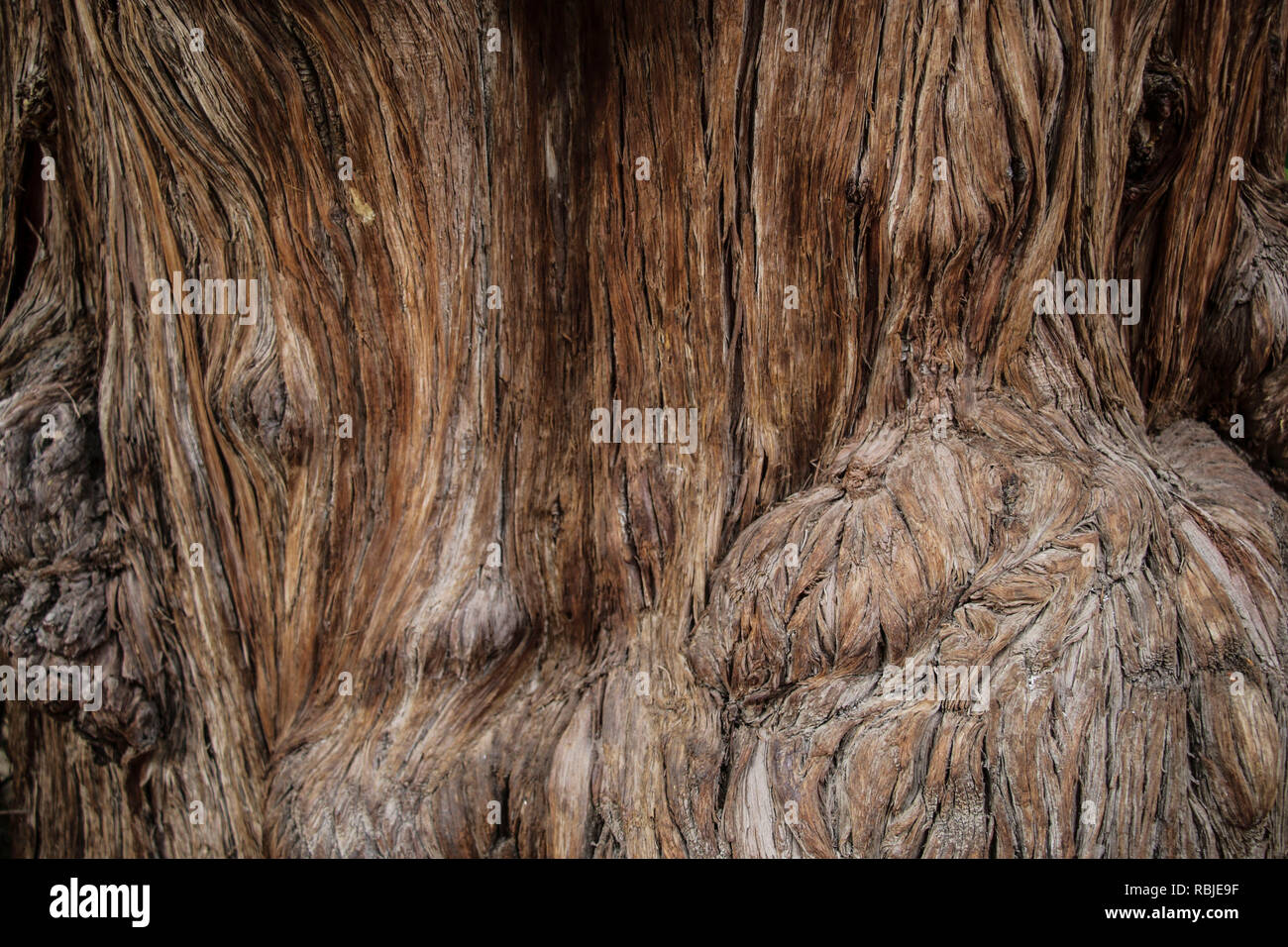 Weathered tree trunk textured and background Stock Photo - Alamy