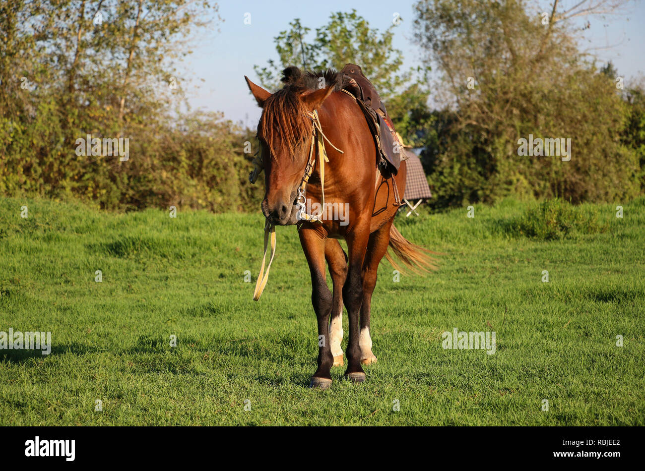 Horse of Caspian breed, red color in one of the lagoons of the Caspian ...