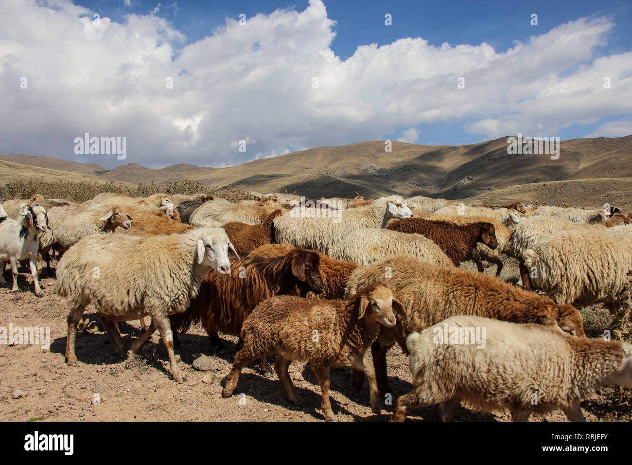 Herd of rams and goats crosses the road at the foot of the inactive ...