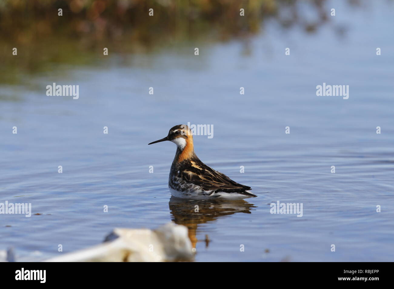 Female red-necked phalarope, Phalaropus lobatus, swimming in circles in ...