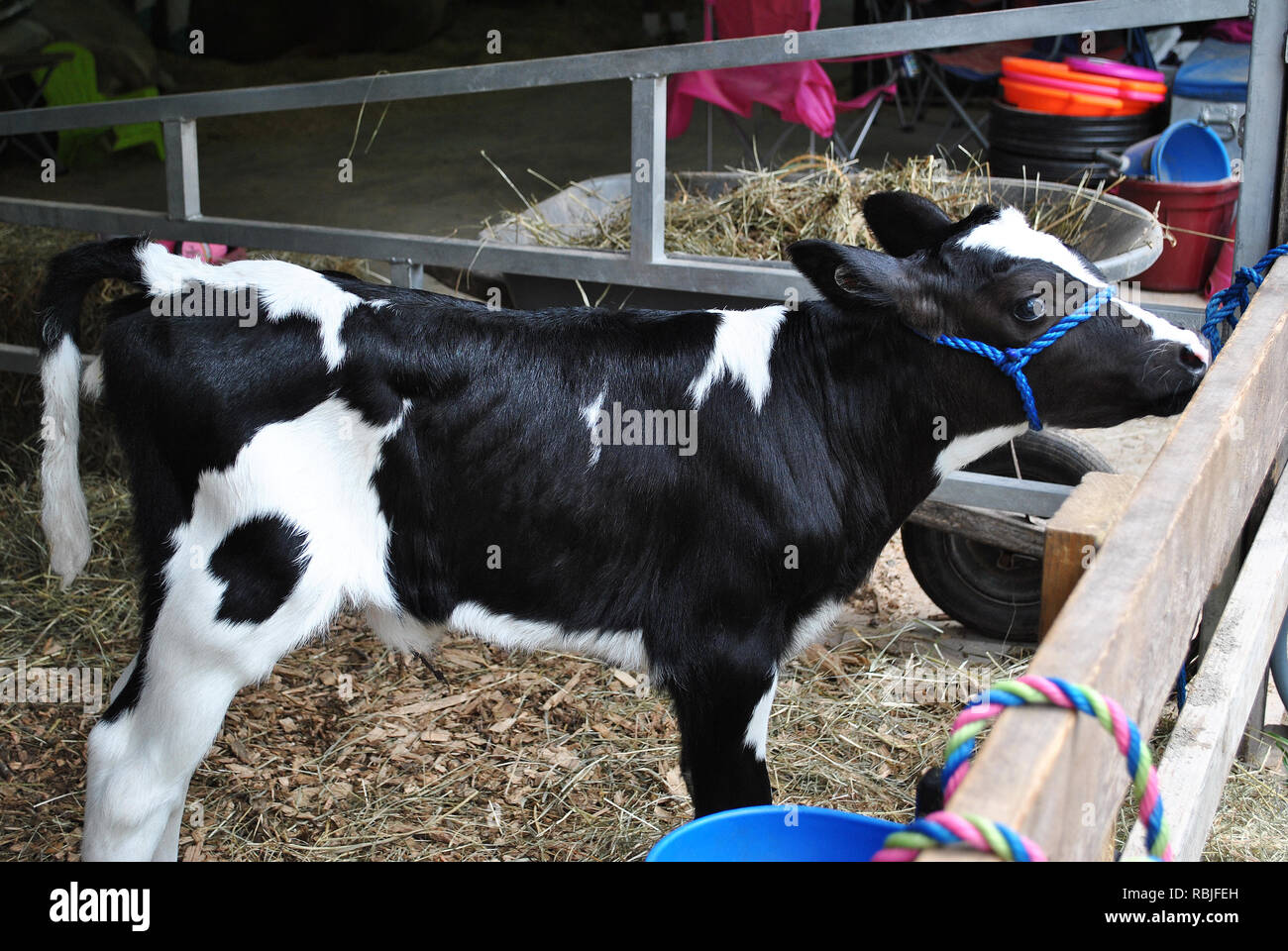 Young cows tied rope hi-res stock photography and images - Alamy