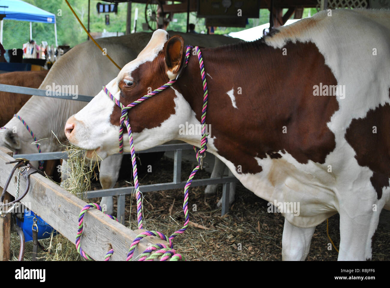 Animal cow bull show hi-res stock photography and images - Alamy