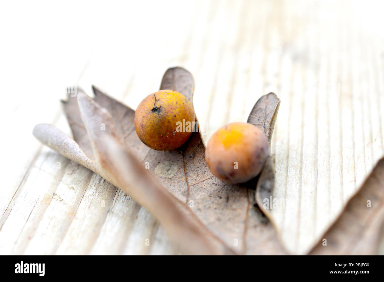 Acorn on evergreen tree hi-res stock photography and images - Alamy