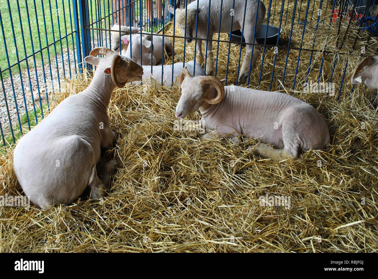 Barnyard animals hi-res stock photography and images - Alamy