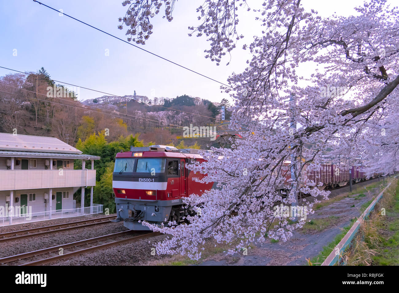JR Tohoku railroad track with row of full bloom cherry tree along the ...