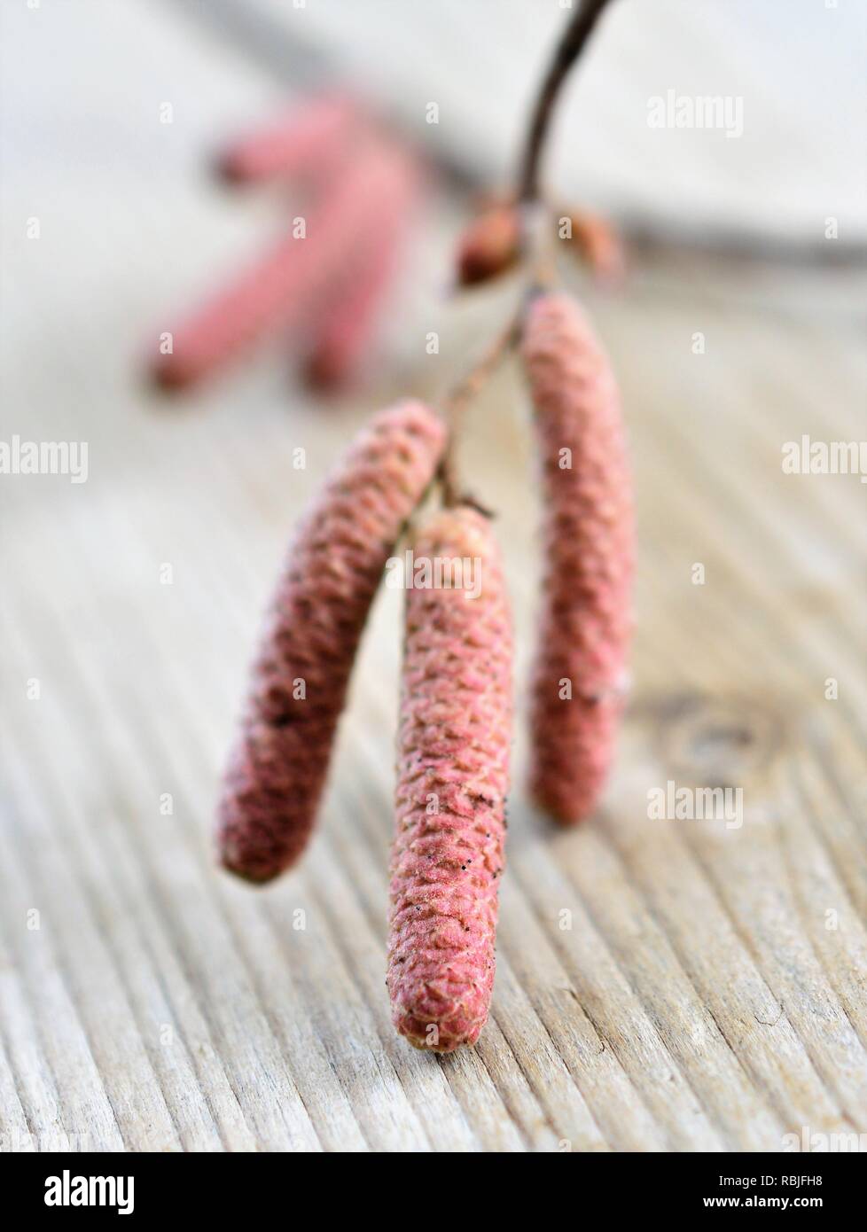 hazelnut buds , studio shot Stock Photo - Alamy