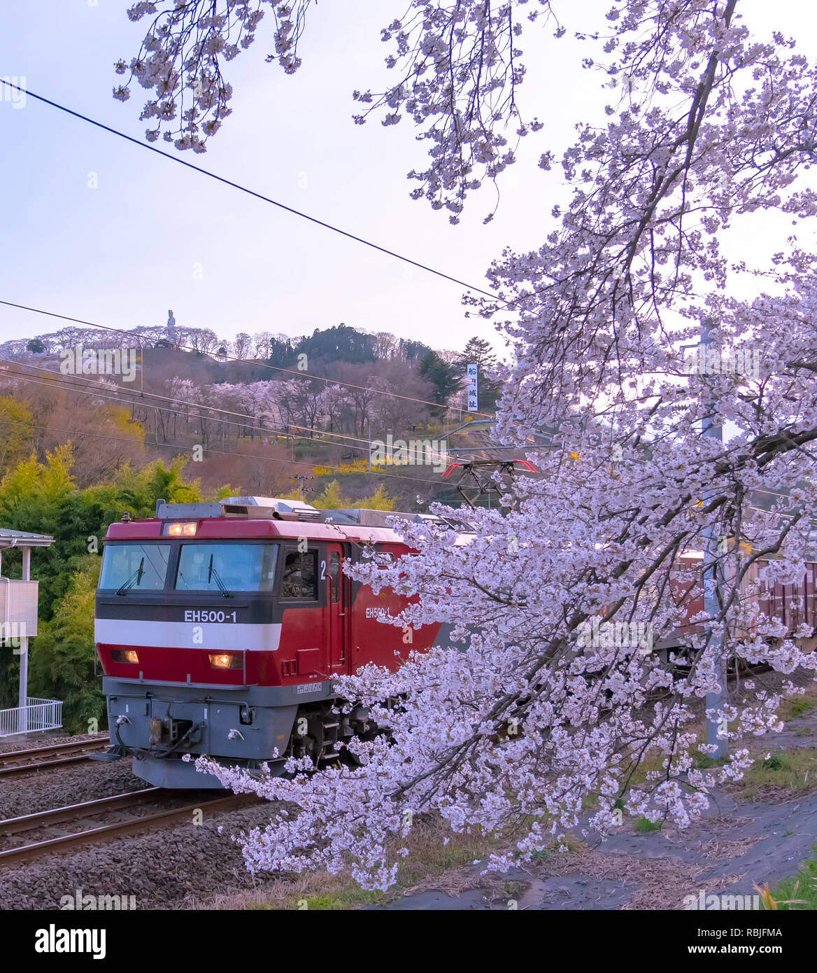 JR Tohoku railroad track with row of full bloom cherry tree along the ...