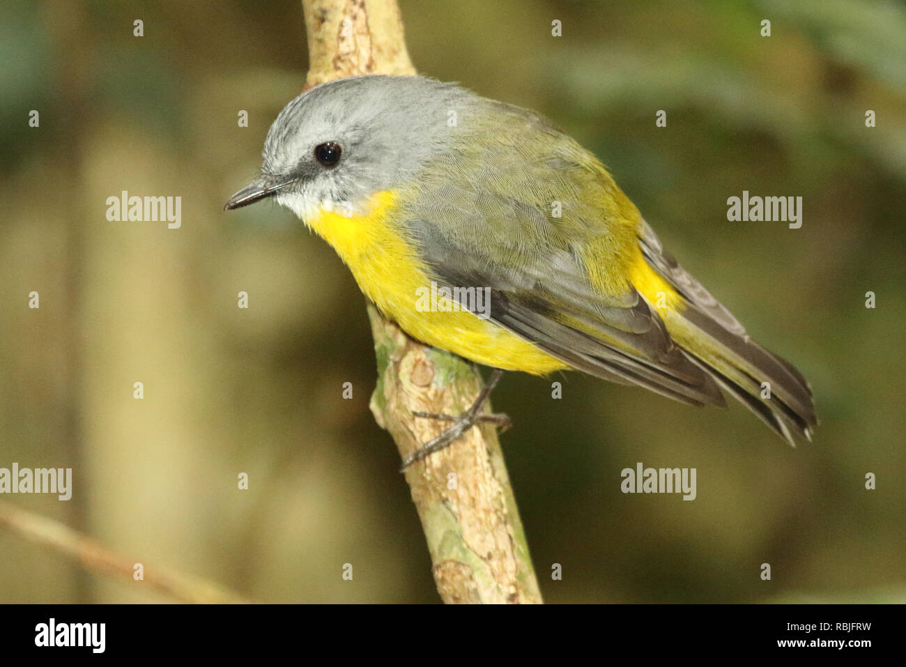 Eastern yellow robin lamington national park hi-res stock photography ...