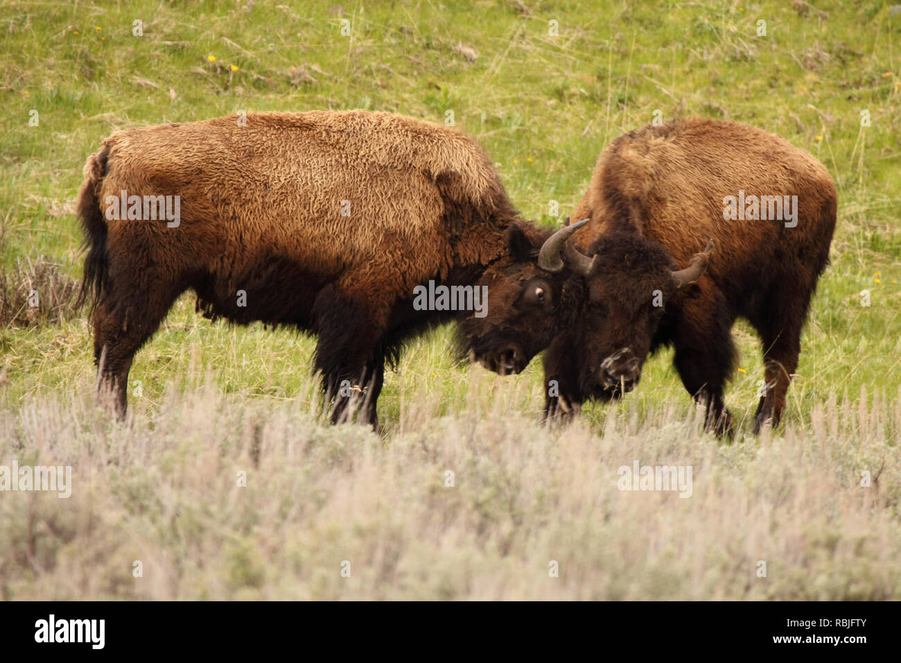 A pair of American Bison bulls battling with horns Stock Photo - Alamy