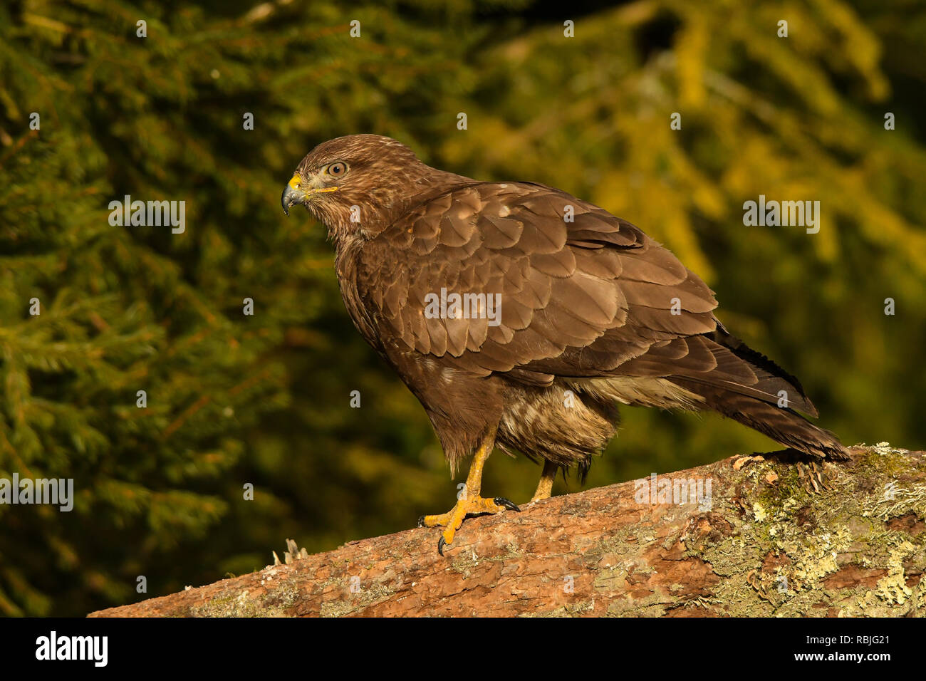 Most common raptor hi-res stock photography and images - Alamy