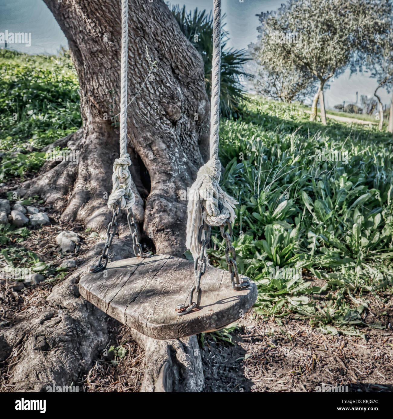 Traditional wooden swing tied with ropes to the branch of a tree Stock ...