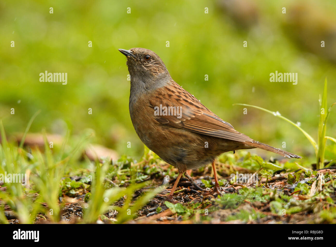 Dunnock, Prunella modularis Stock Photo - Alamy