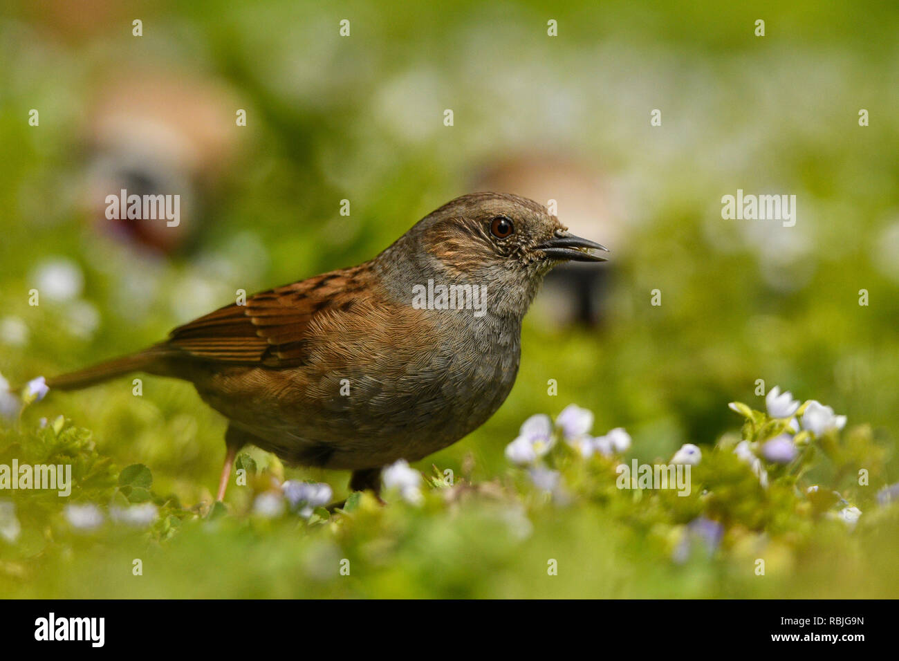 Dunnock, Prunella modularis Stock Photo - Alamy
