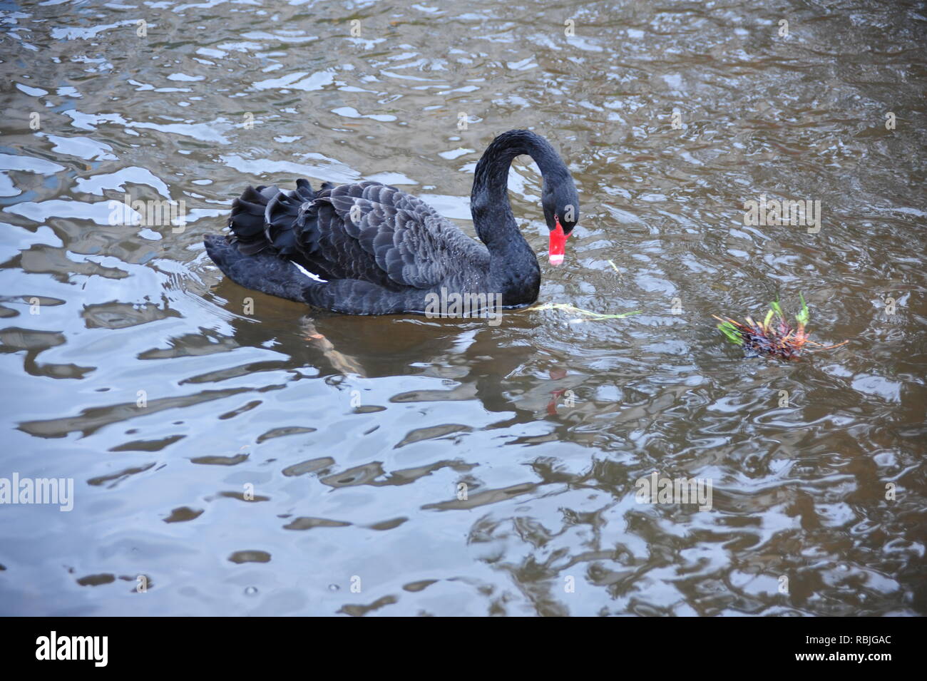 Black swan in Dawlish Devon Stock Photo - Alamy