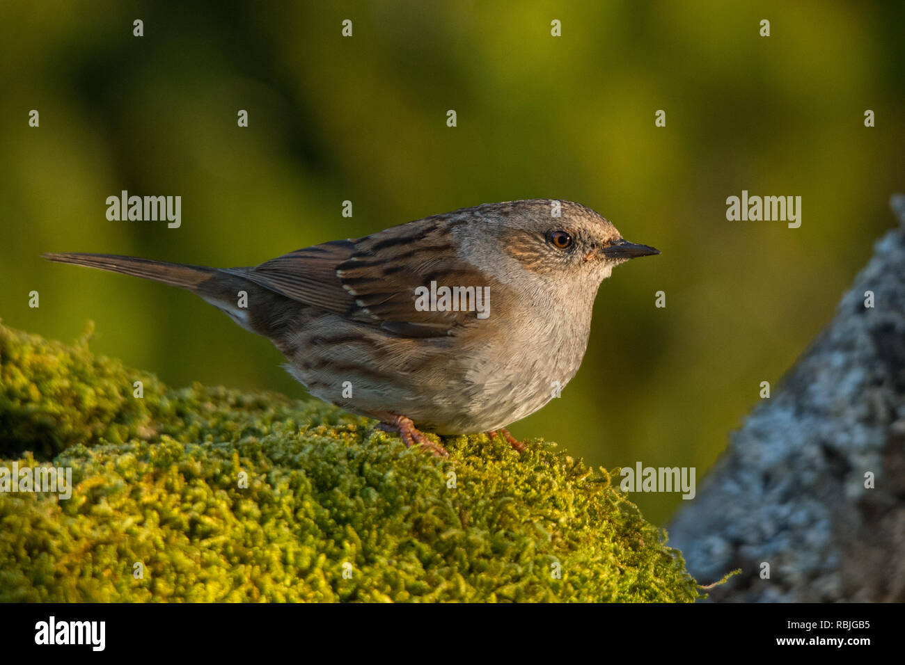 Dunnock, Prunella modularis Stock Photo - Alamy