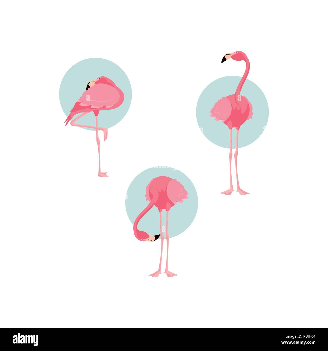 beautiful flamingos birds flock standing vector illustration design ...