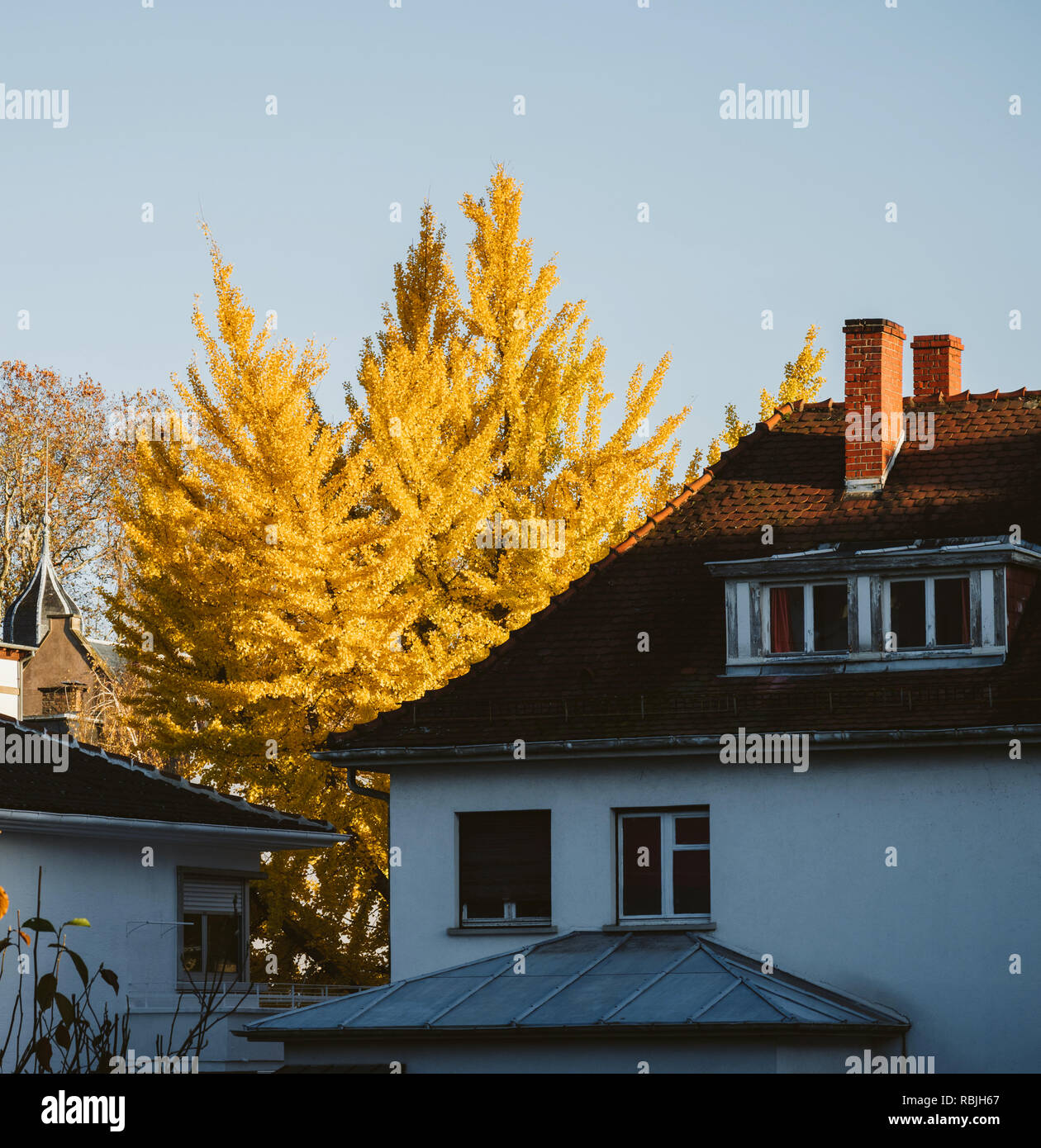 Majestic yellow ginkgo biloba tree in warm yellow autumnal color and ...