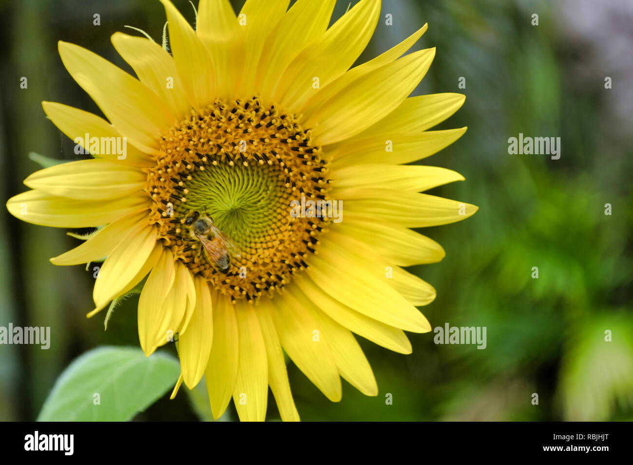 Sunflower bee on natural hi-res stock photography and images - Alamy