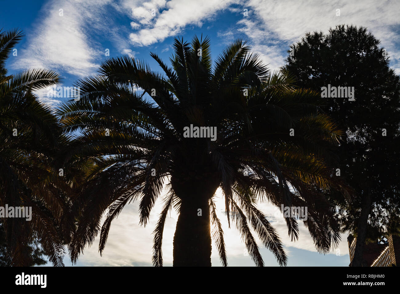 Mediterranean Climate Trees High Resolution Stock Photography and ...
