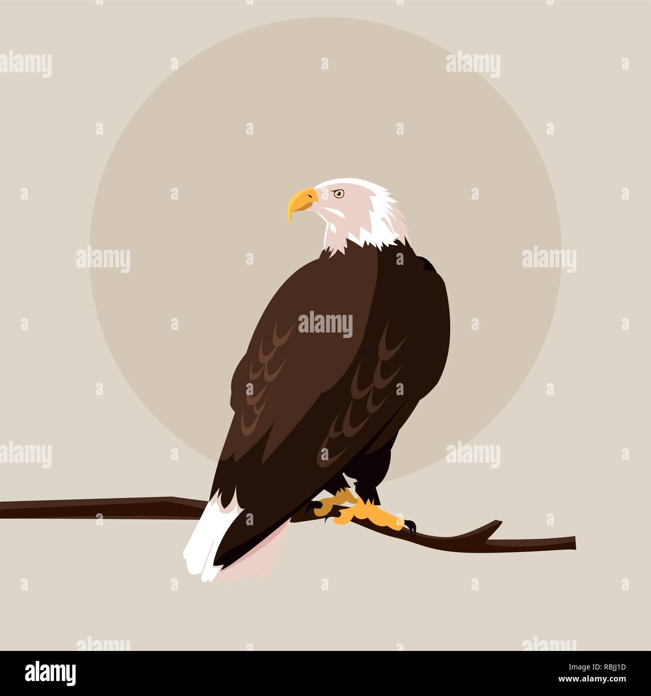 bald eagle bird in the branch vector illustration design Stock Vector ...