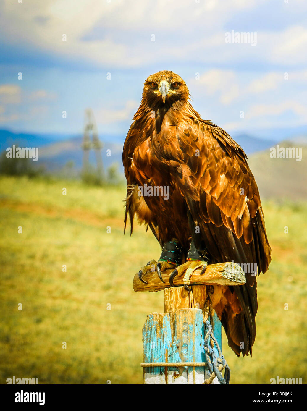 Mongolian eagle eady for eagle hunt (Mongolia, Asia Stock Photo - Alamy