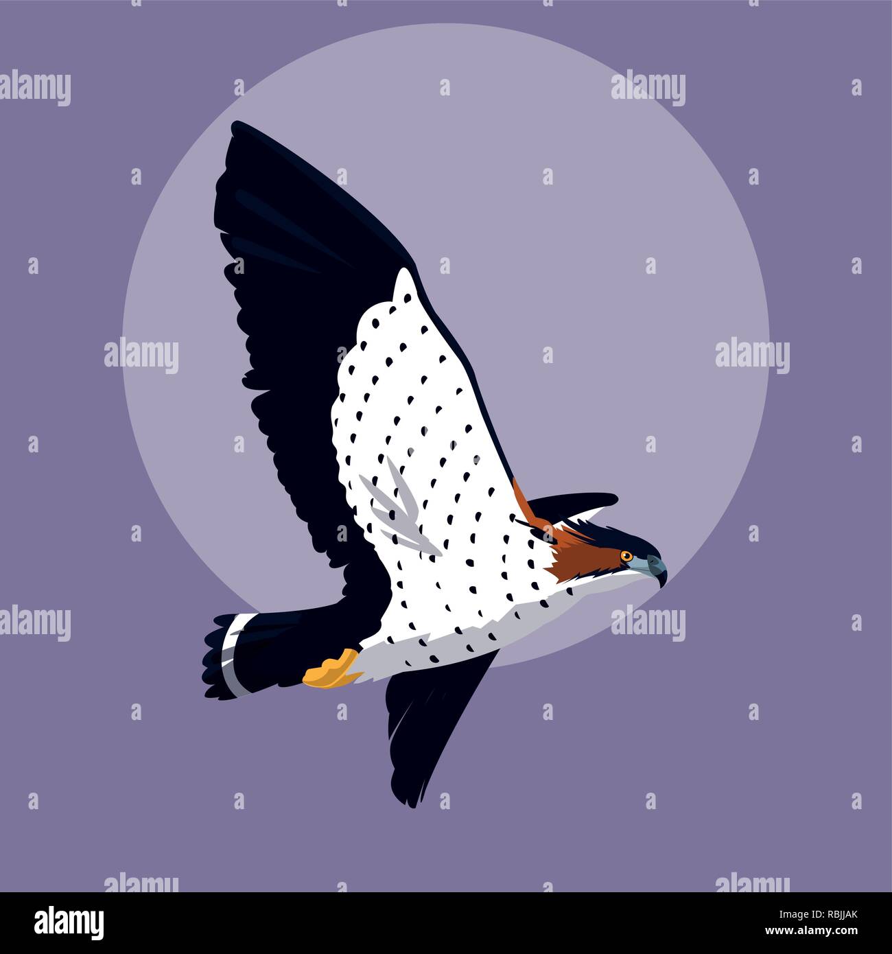 imposing hawk bird flying vector illustration design Stock Vector Image ...